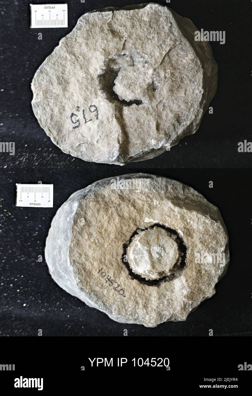 Beatricia undulata animalia hi-res stock photography and images - Alamy