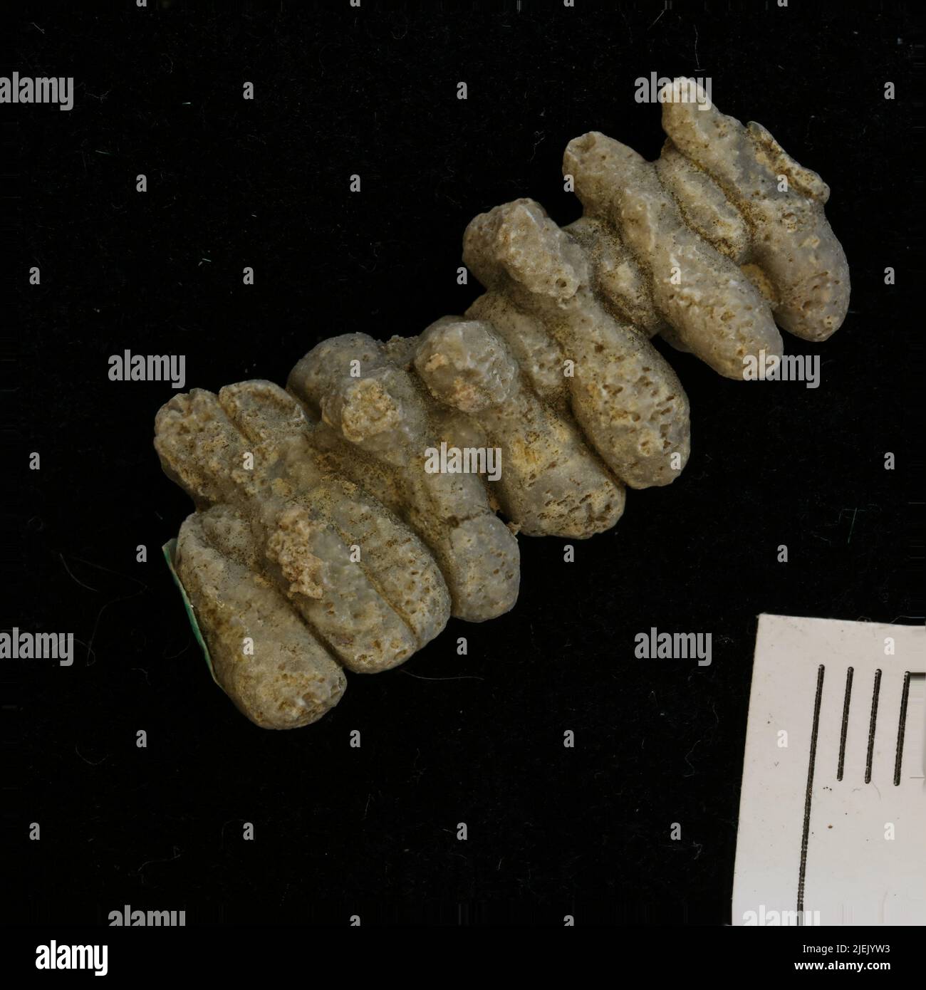 Callosus hi-res stock photography and images - Alamy
