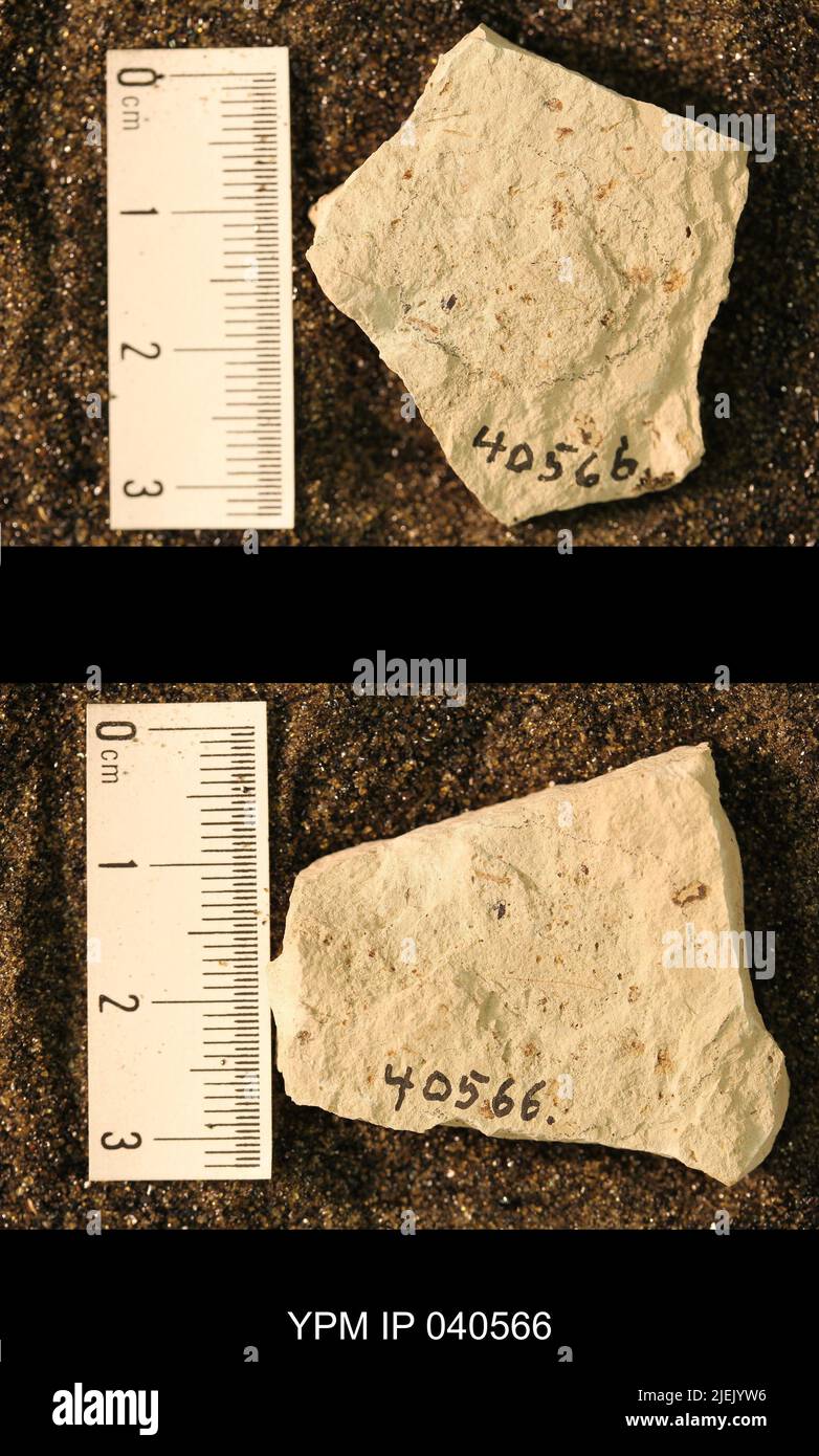 Probnis speciosa Sellards. IPB.05168: Kansas. Dickinson County. Elmo ...