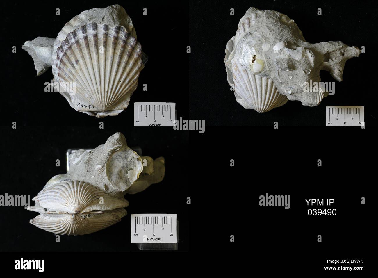 Argopecten irradians (Lamarck, 1819 Stock Photo - Alamy
