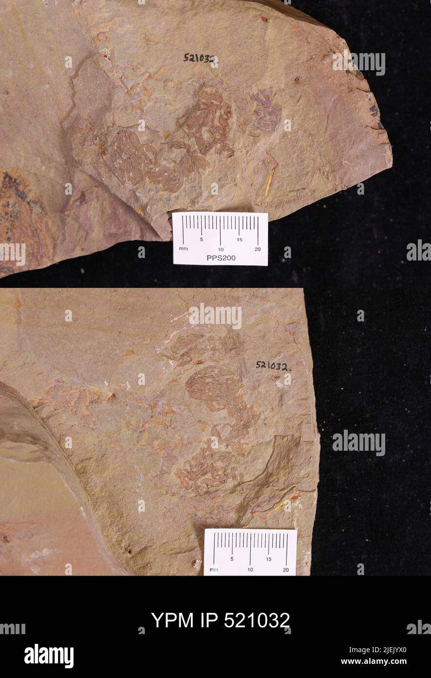 Undet ichnofossil ichnofossil ichnofossils hi-res stock photography and ...