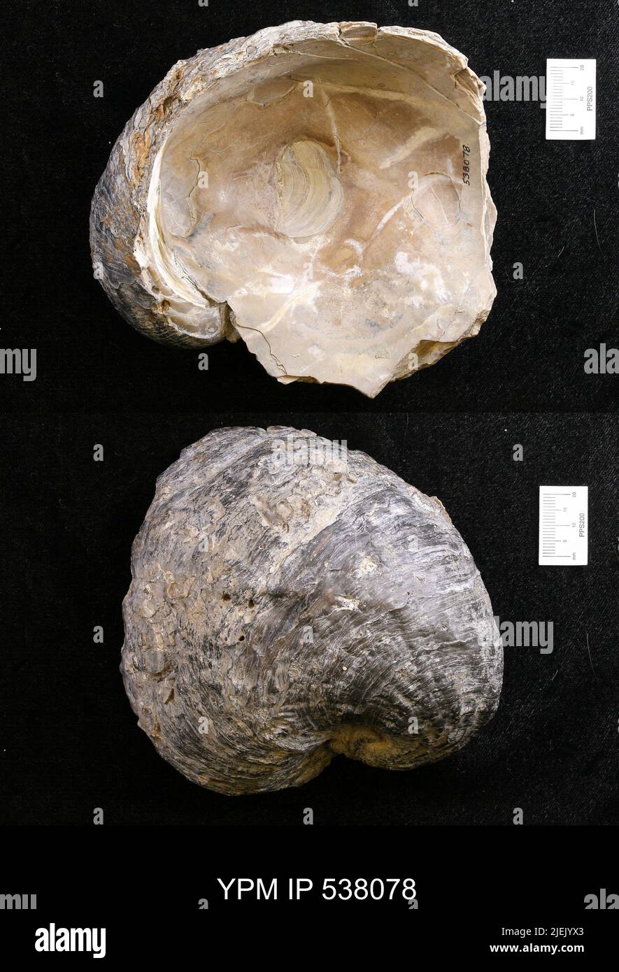 Exogyra ponderosa romer animalia hi-res stock photography and images ...