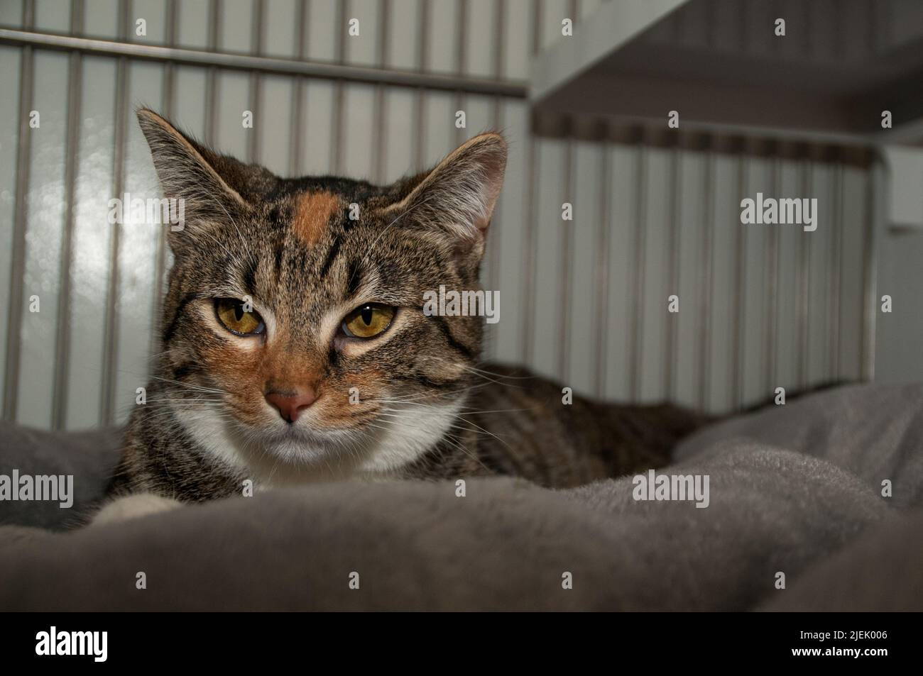 Domestic animals adopt adoption shelter humane society rescue hi-res ...