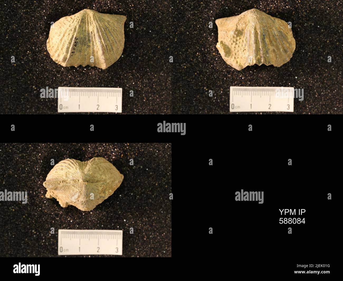 Platystrophia lynx von eichwald animalia hi-res stock photography and ...