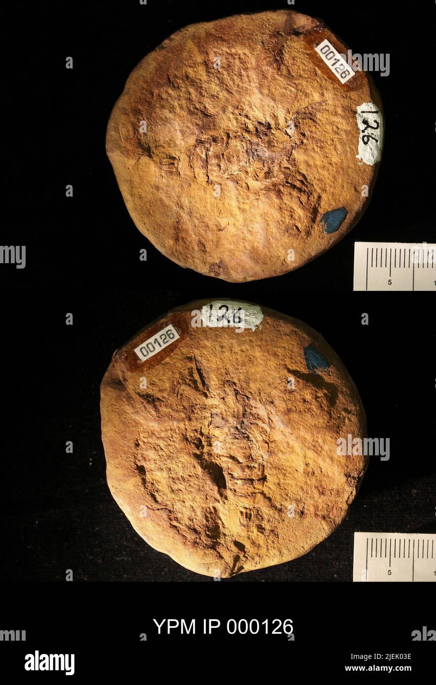 Typicus hi-res stock photography and images - Alamy