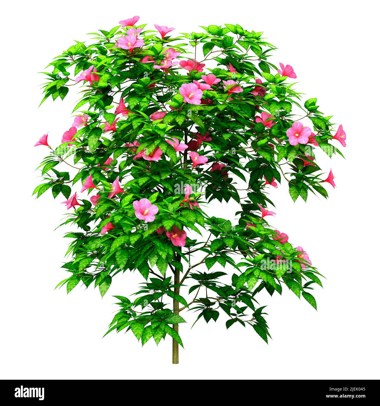 3D rendering of a blooming hibiscus plant isolated on white background ...