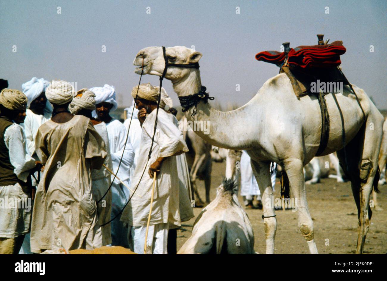 Omdurman Sudan Camel Market Haggling Over Price Of Camel Stock Photo ...