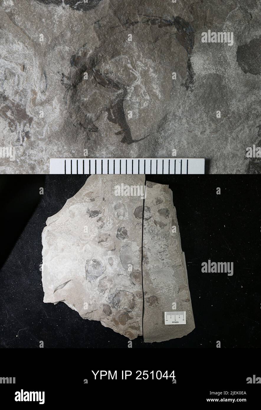 Cephalopoda animalia hi-res stock photography and images - Alamy