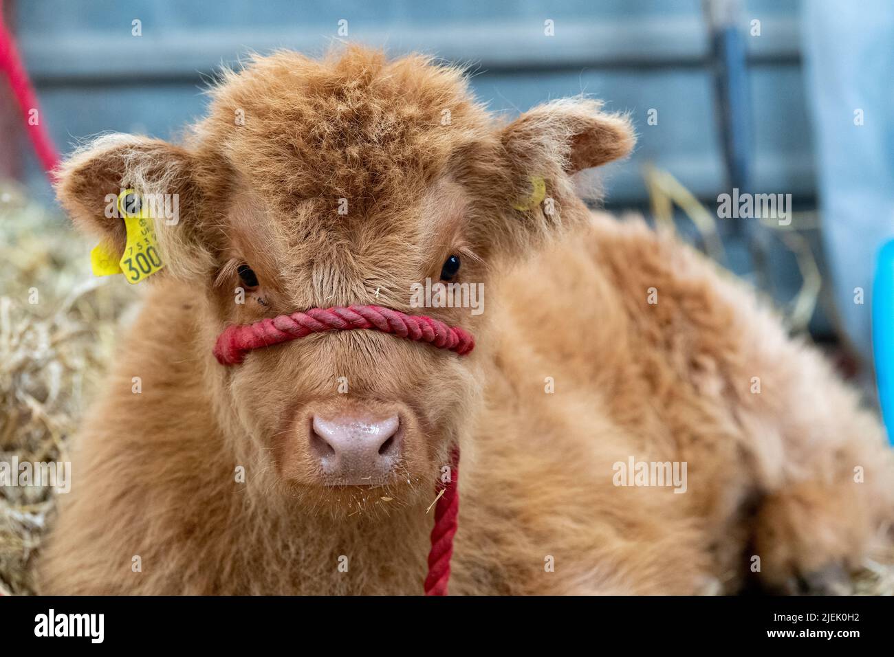 Cute Highland calf sat down in a stall at an Agricultural Show, UK ...
