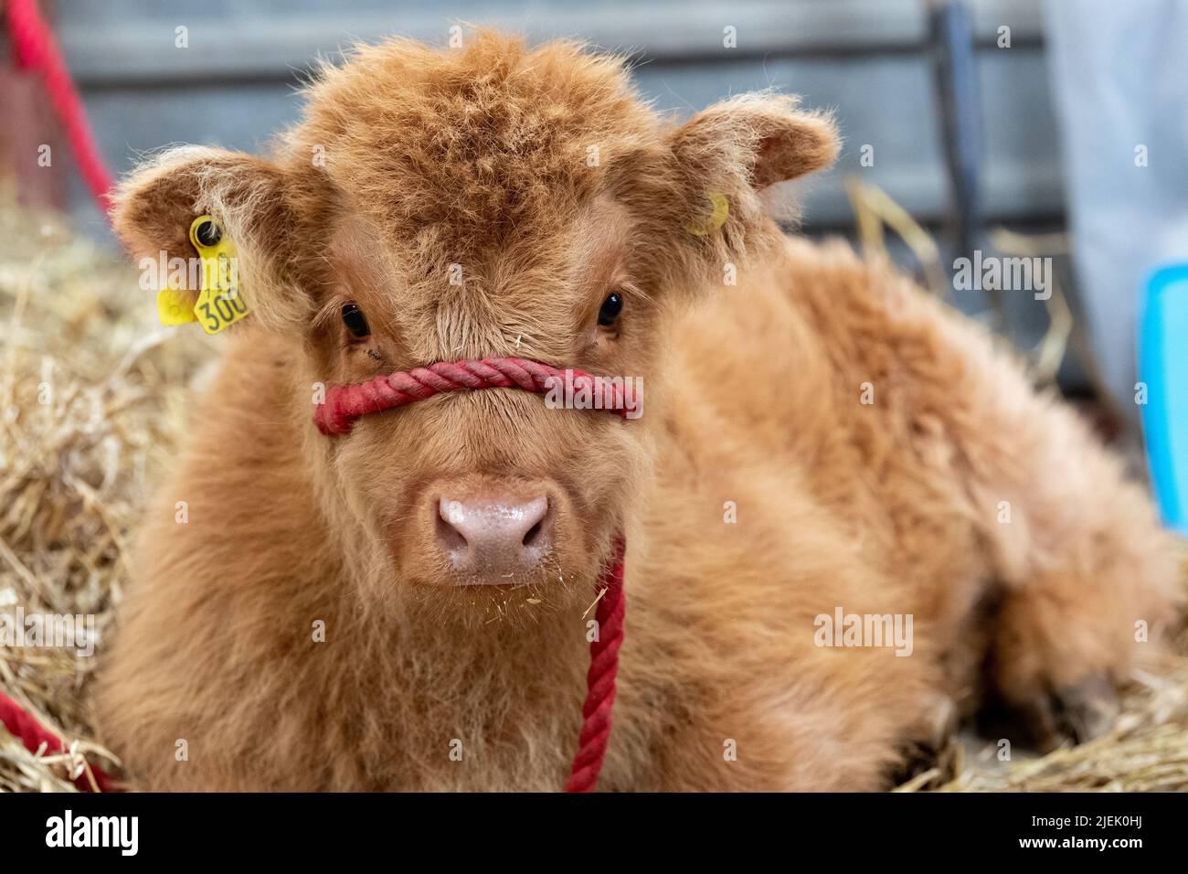 Happy highland cow calf hi-res stock photography and images - Alamy