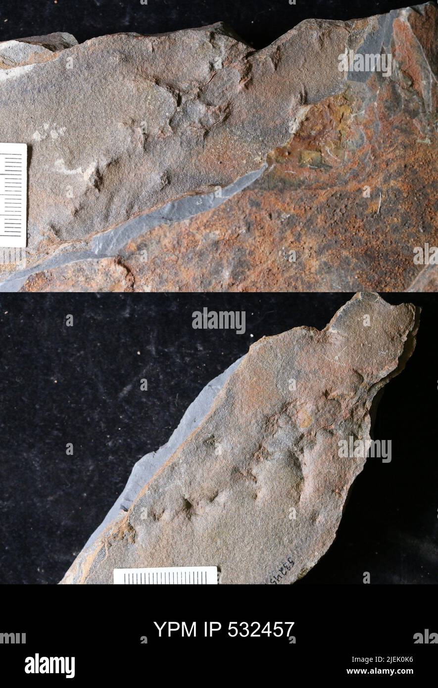 Undet ichnofossil ichnofossil ichnofossils hi-res stock photography and ...