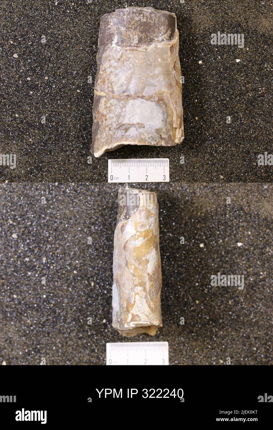 Baculites reesidei elias animalia hi-res stock photography and images ...