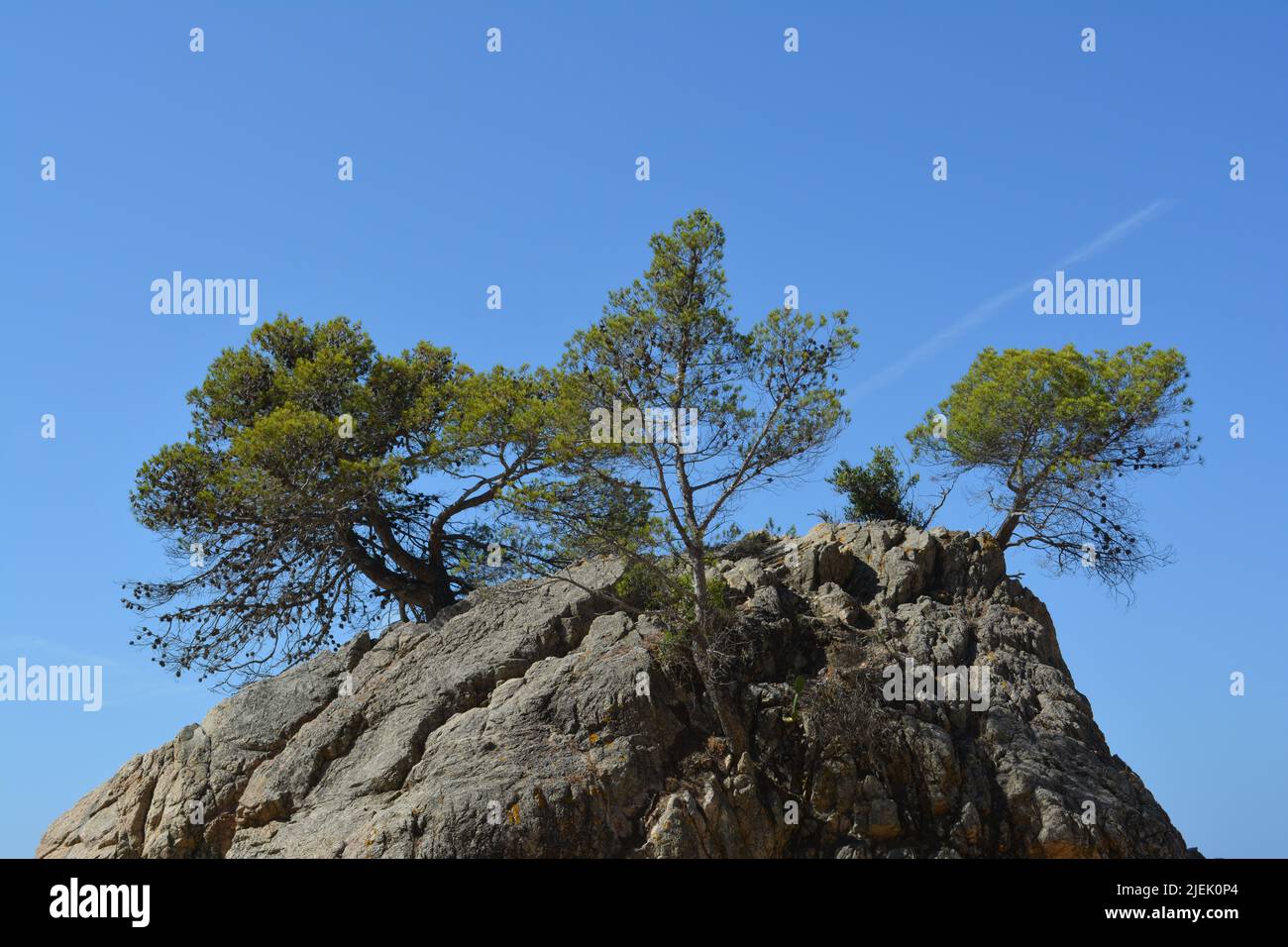 pine tree on a mediterranean rock Stock Photo - Alamy