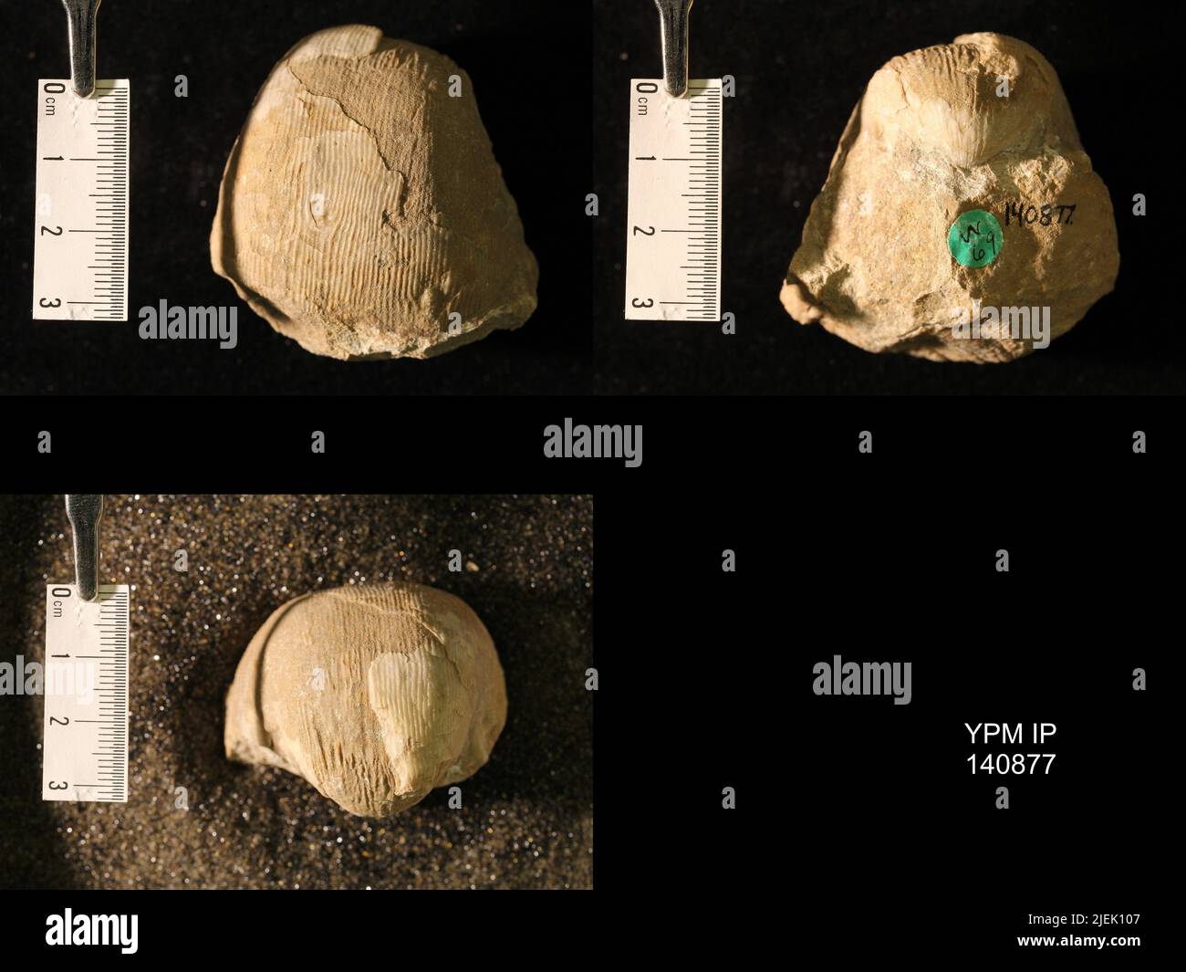 Productus (Linoproductus) lineatus Stock Photo - Alamy