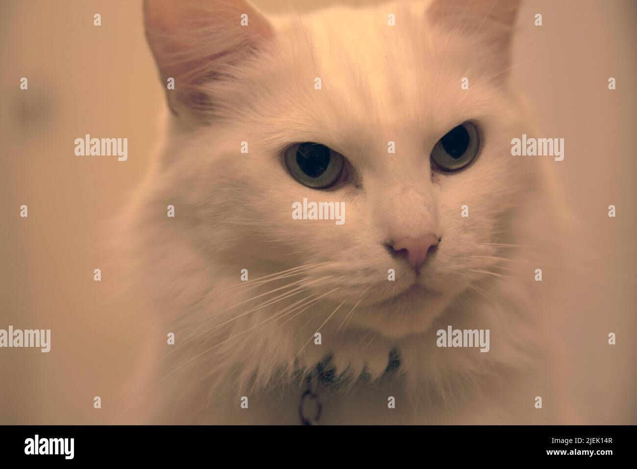 Turkish female face hi-res stock photography and images - Alamy