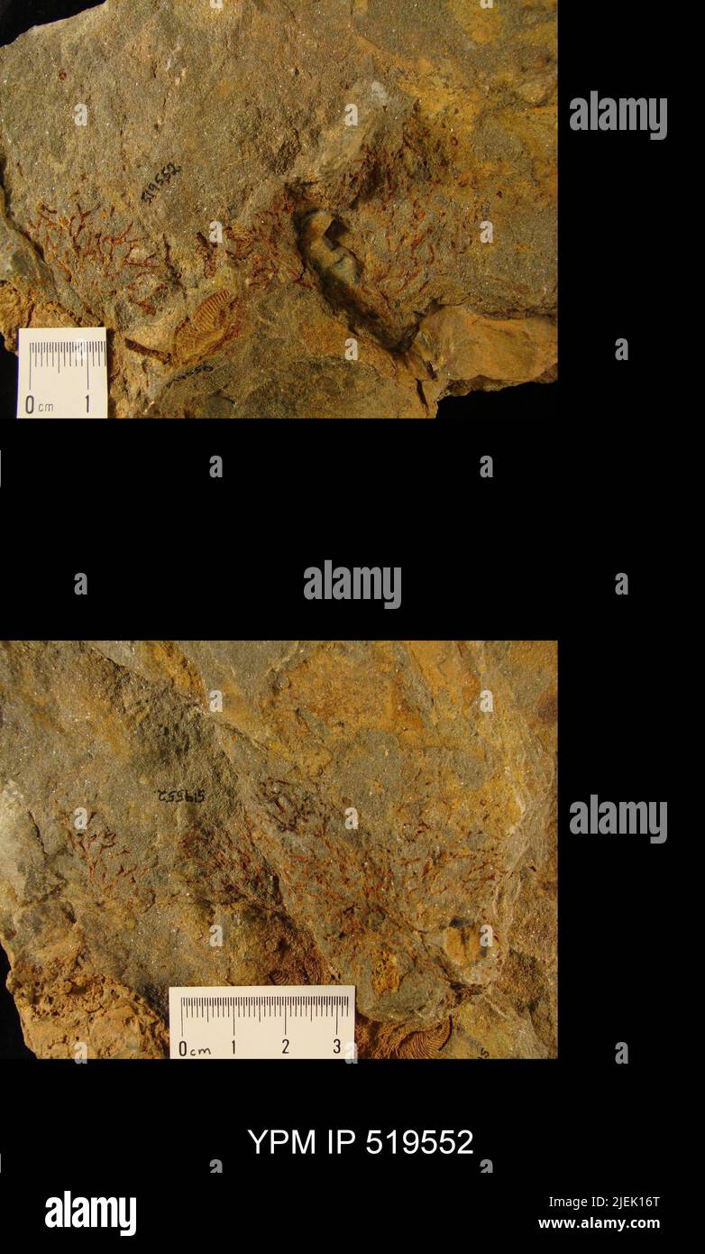 Dendroidea hi-res stock photography and images - Alamy