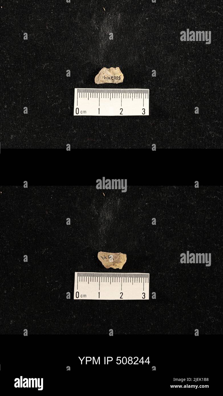 Pygmaeum hi-res stock photography and images - Alamy