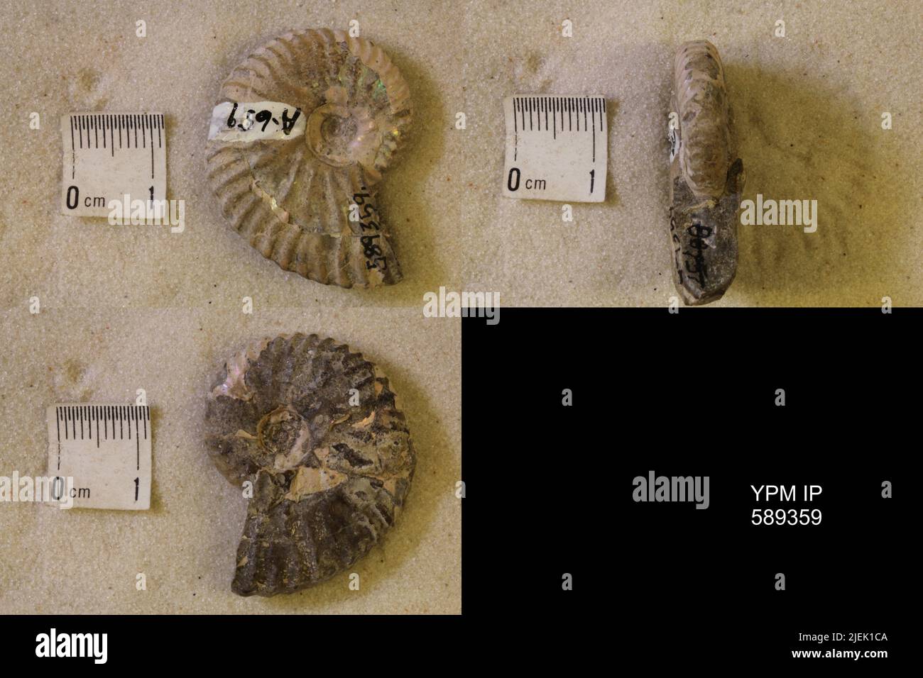 Ammonites morphology hi-res stock photography and images - Alamy