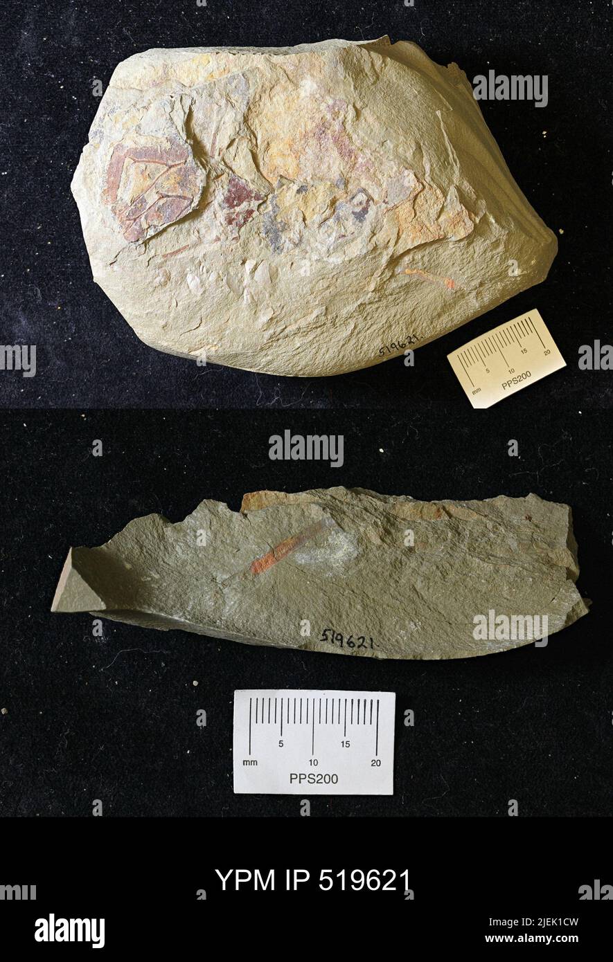 Annelida segmented worms hi-res stock photography and images - Alamy