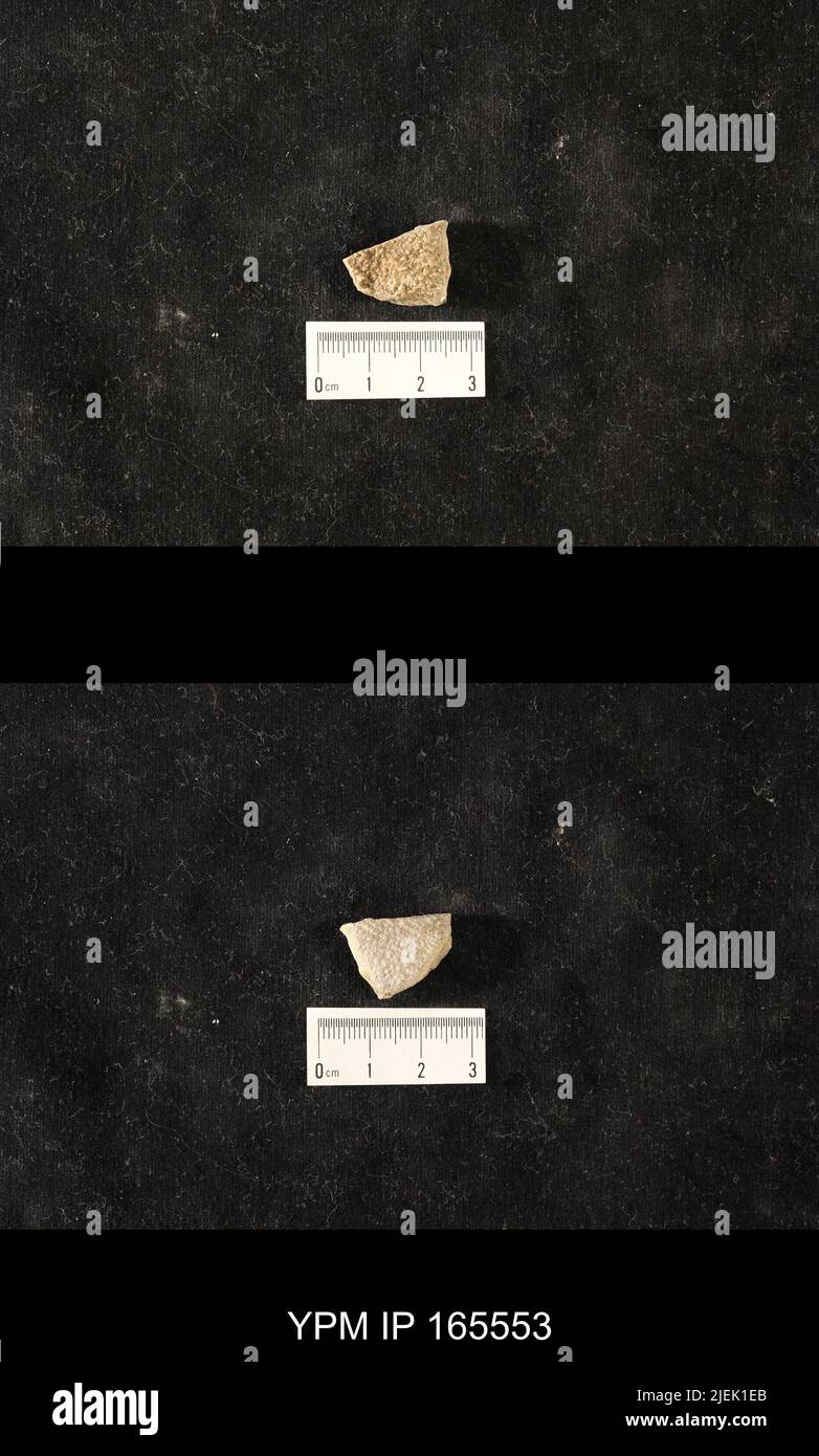 Spongia sp hi-res stock photography and images - Alamy