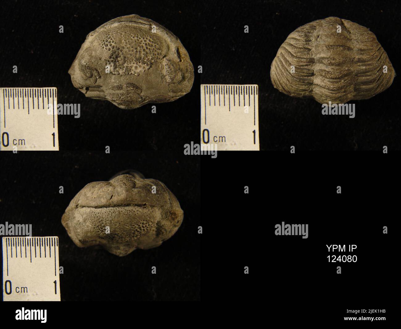 Phacops rana (Green Stock Photo - Alamy