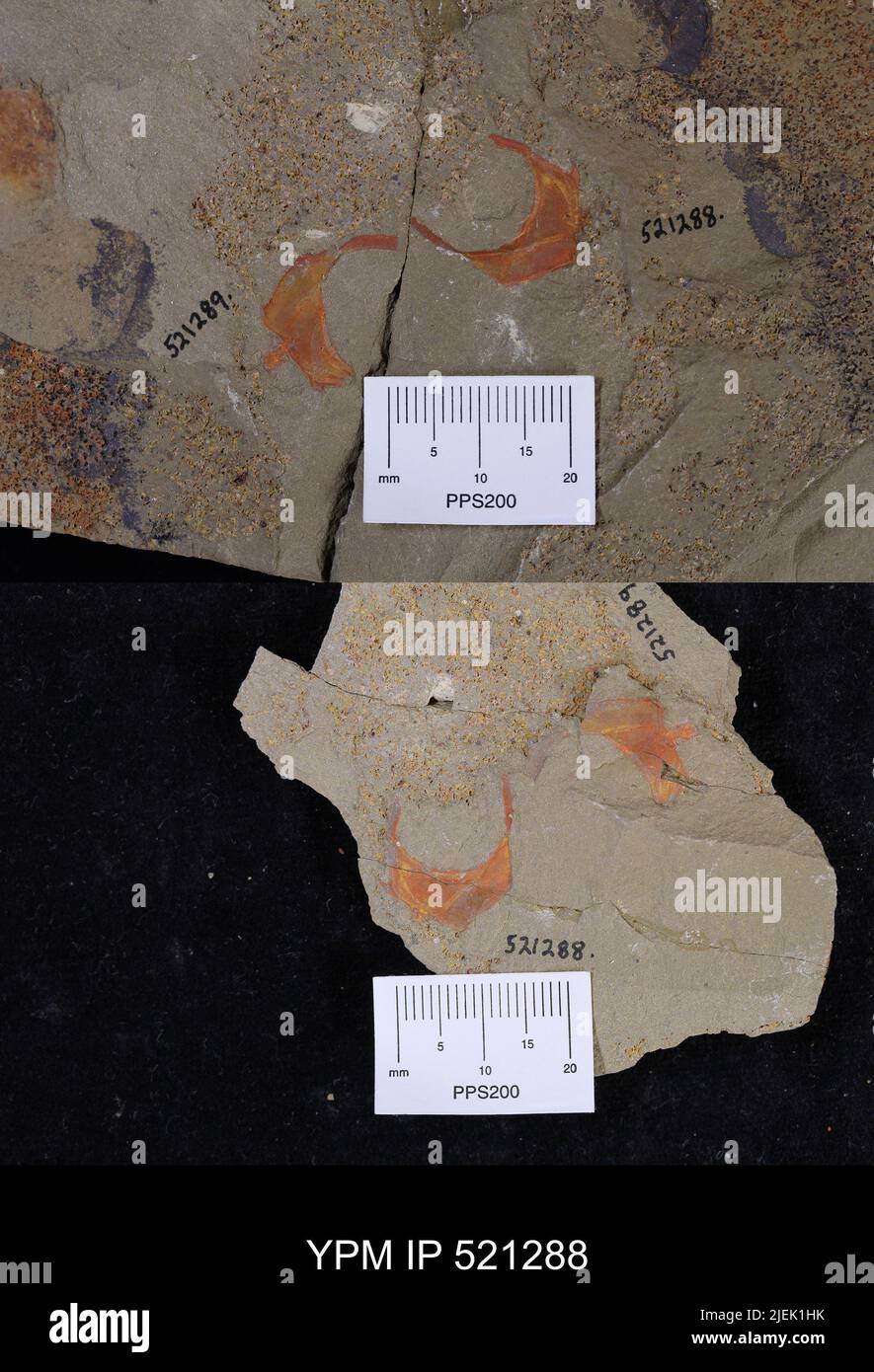 Cothurnocystis hi-res stock photography and images - Alamy