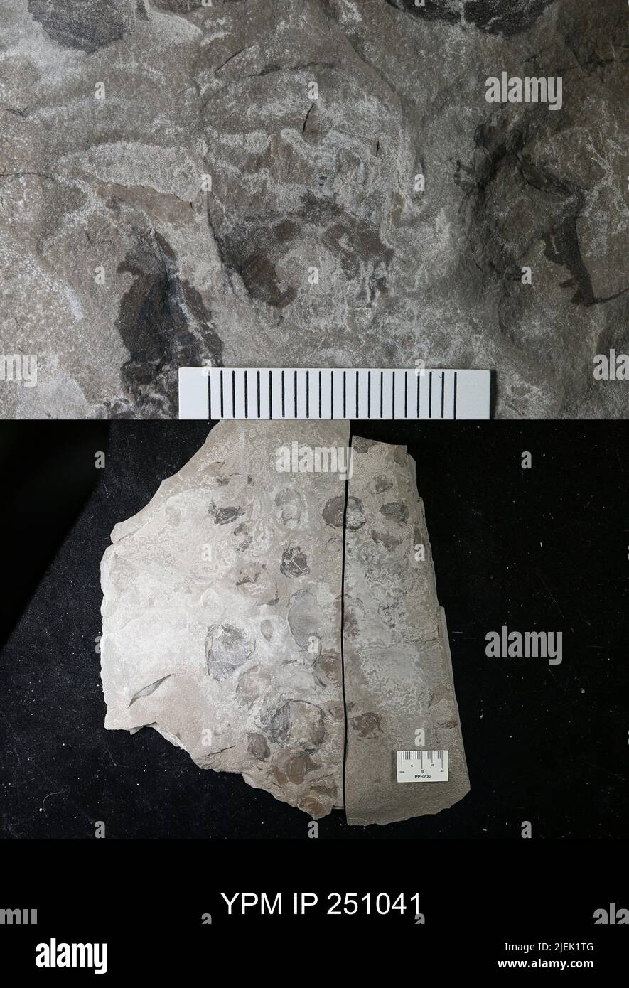 Cephalopoda squids hi-res stock photography and images - Alamy