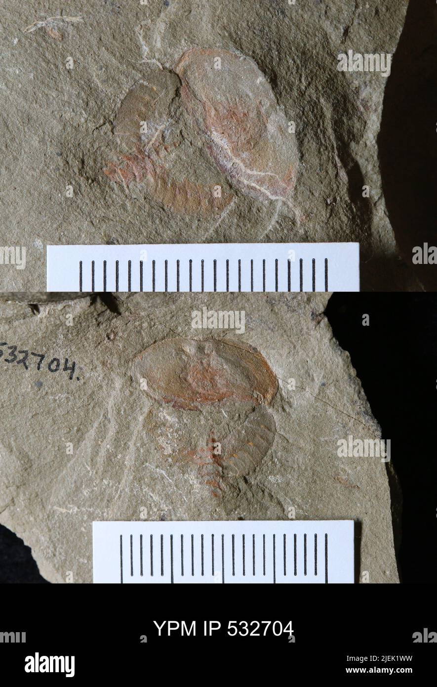 Xiphosurida hi-res stock photography and images - Alamy