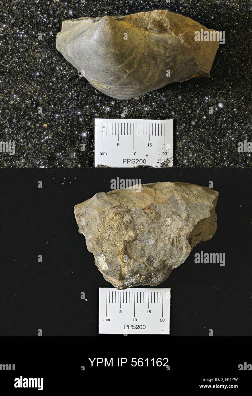 Inoceramus perplexus whitfield hi-res stock photography and images - Alamy