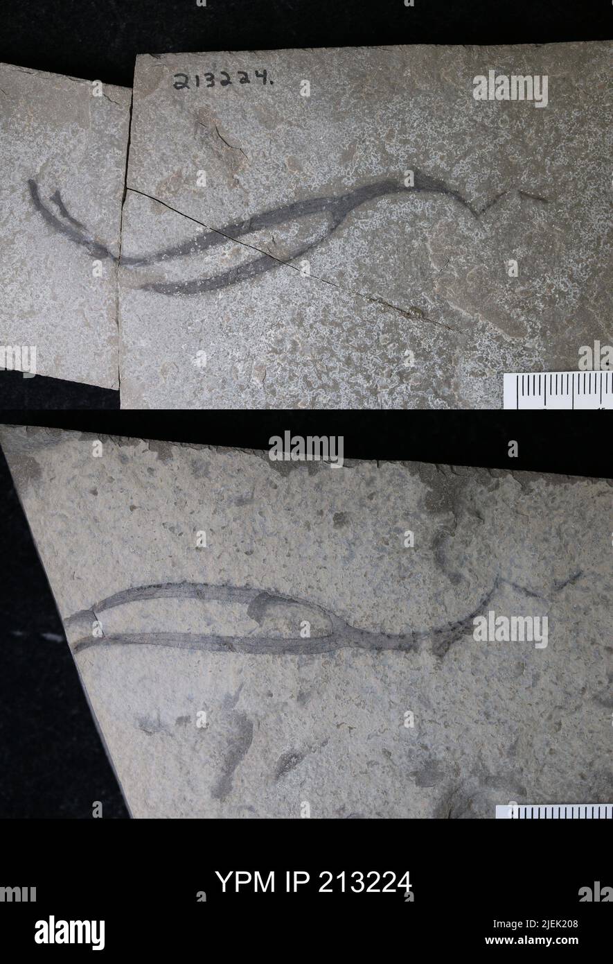 Cooksonia hi-res stock photography and images - Alamy