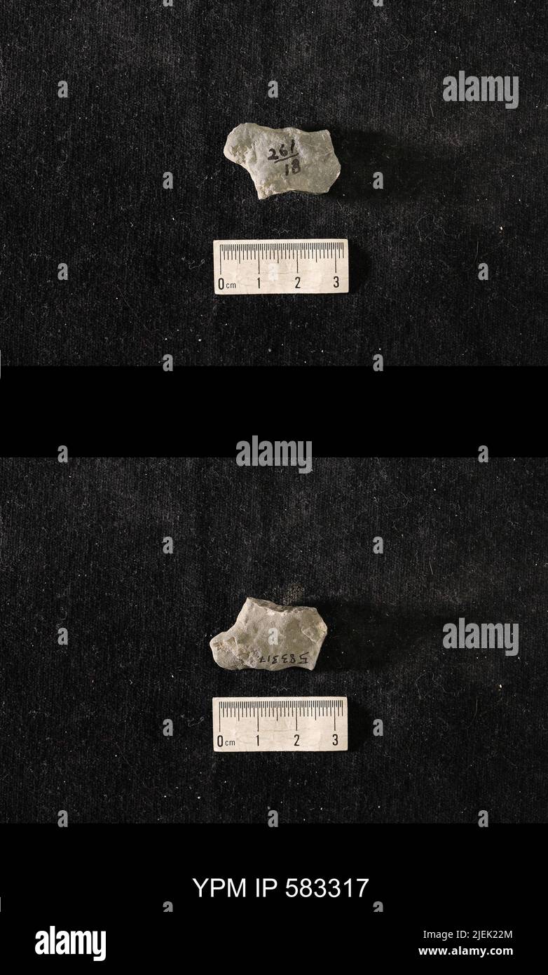 Hallopora animalia hi-res stock photography and images - Alamy