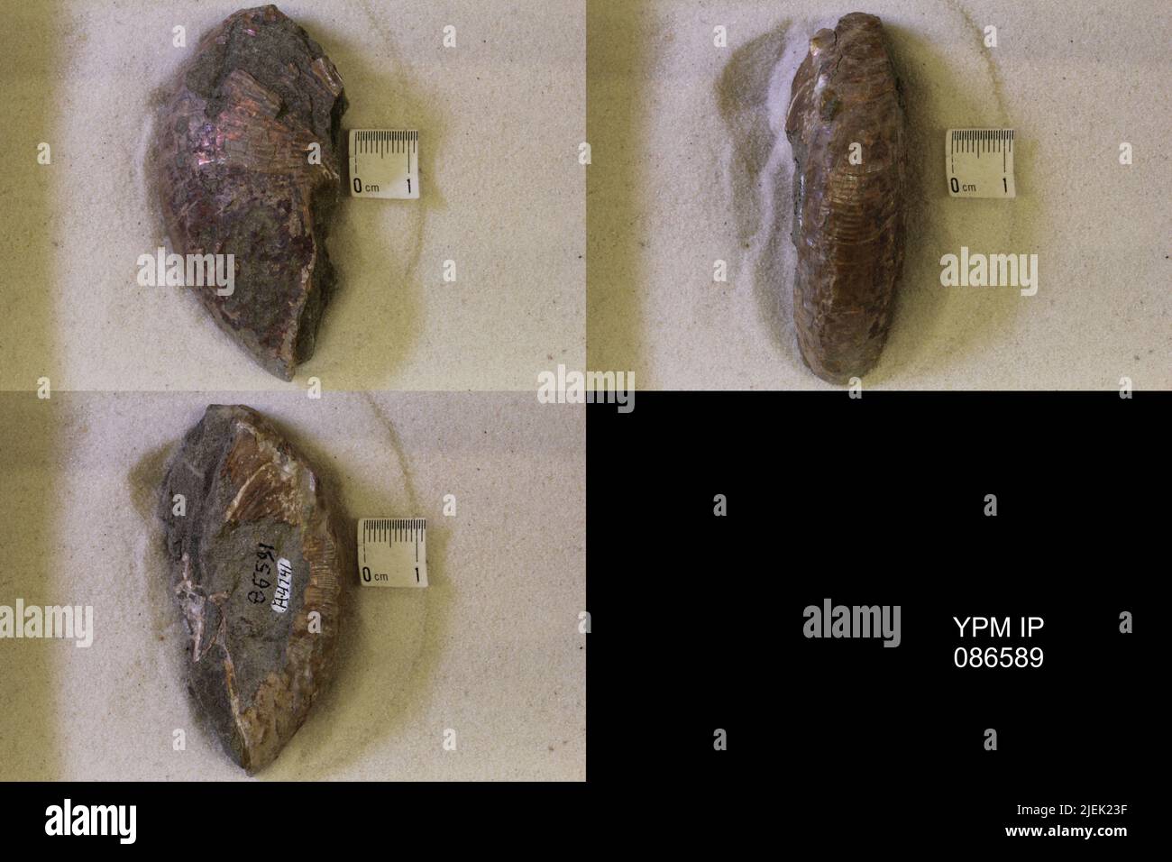 Scaphitidae hi-res stock photography and images - Alamy