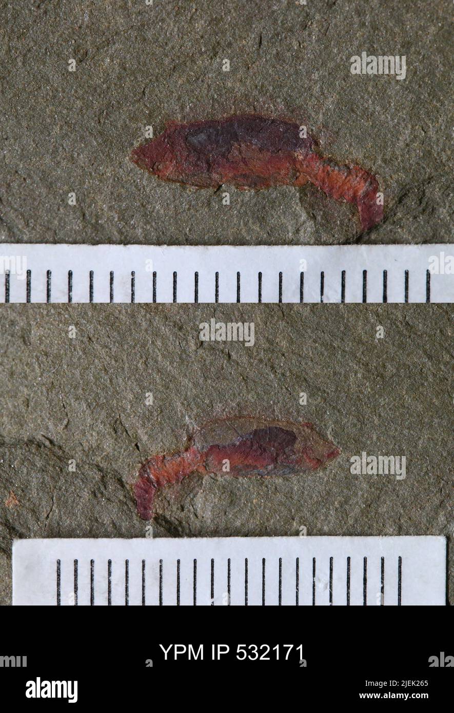 Cirripedia hi-res stock photography and images - Alamy