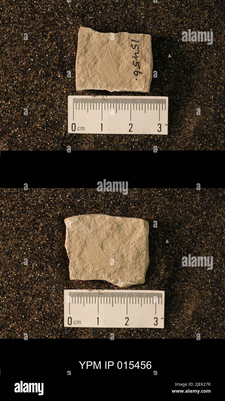 Blattaria. IPC.01784: Kansas. Dickinson County. near top of Wellington ...