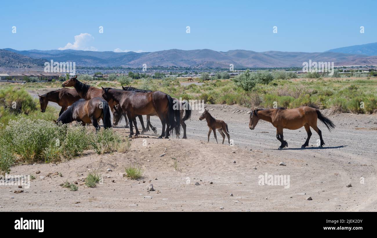Mustang horse arabian hi-res stock photography and images - Alamy