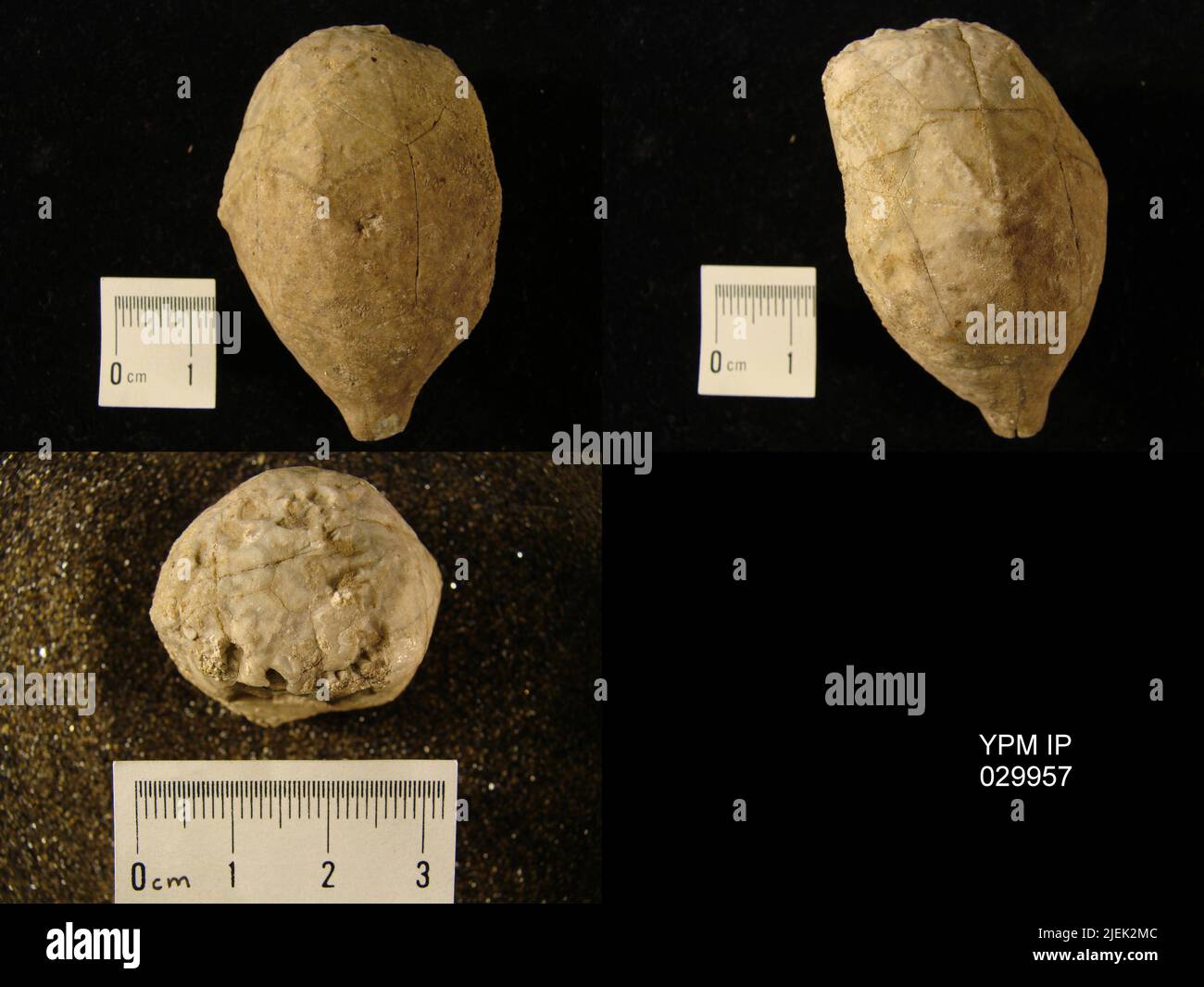 Caryocrinites ornatus hi-res stock photography and images - Alamy