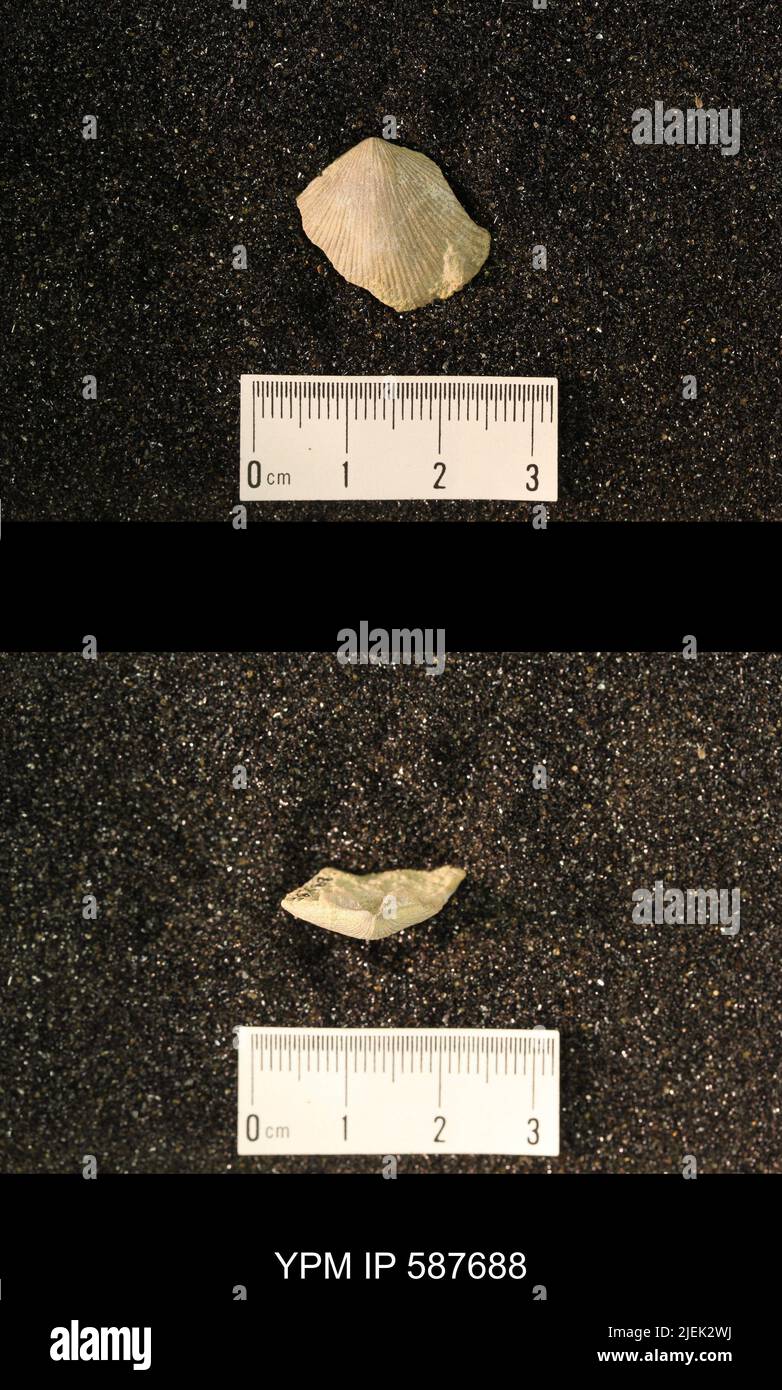 Austinella whitfieldi (Winchell Stock Photo - Alamy