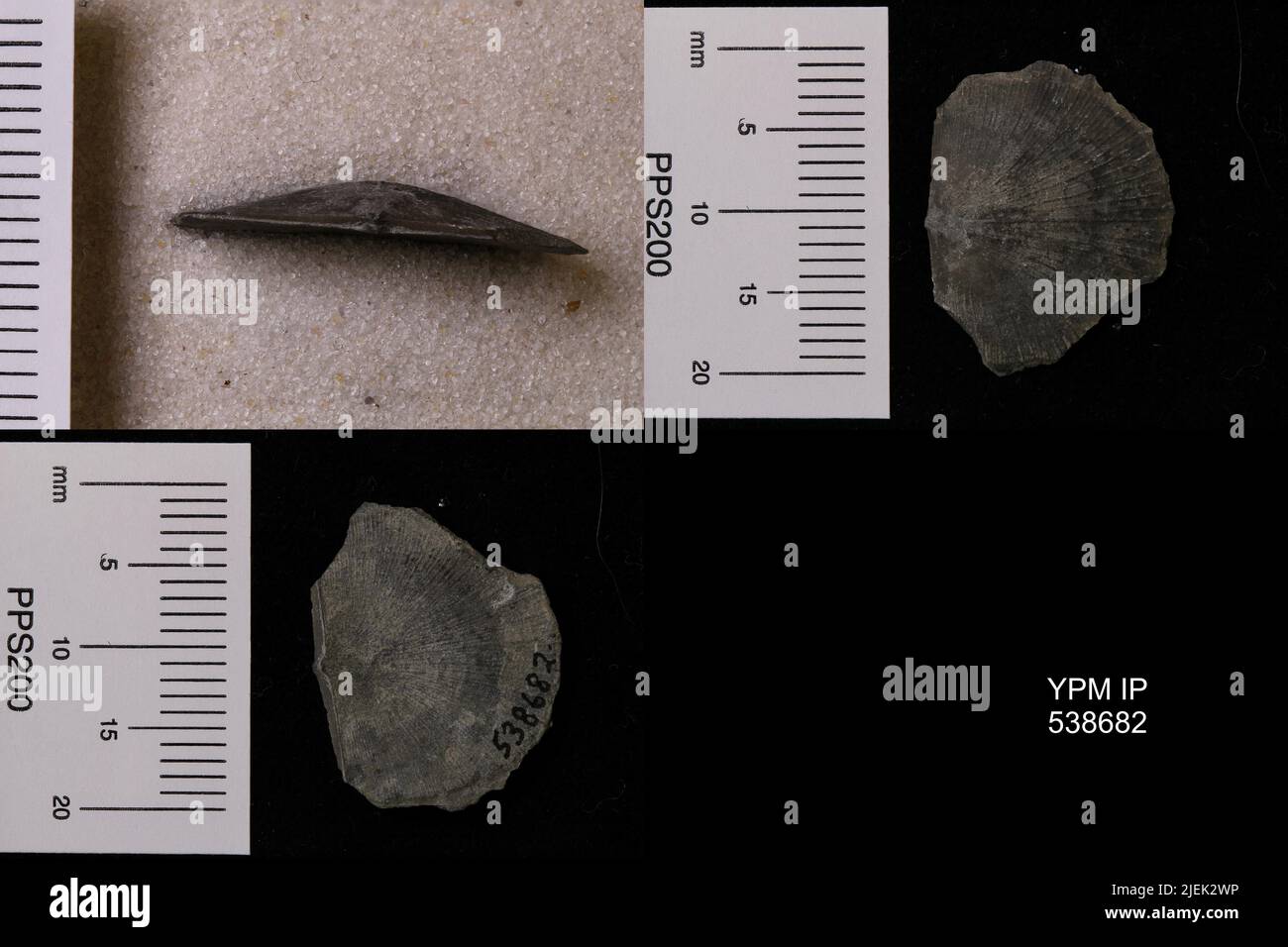 Rafinesquina alternata fracta meek hi-res stock photography and images ...