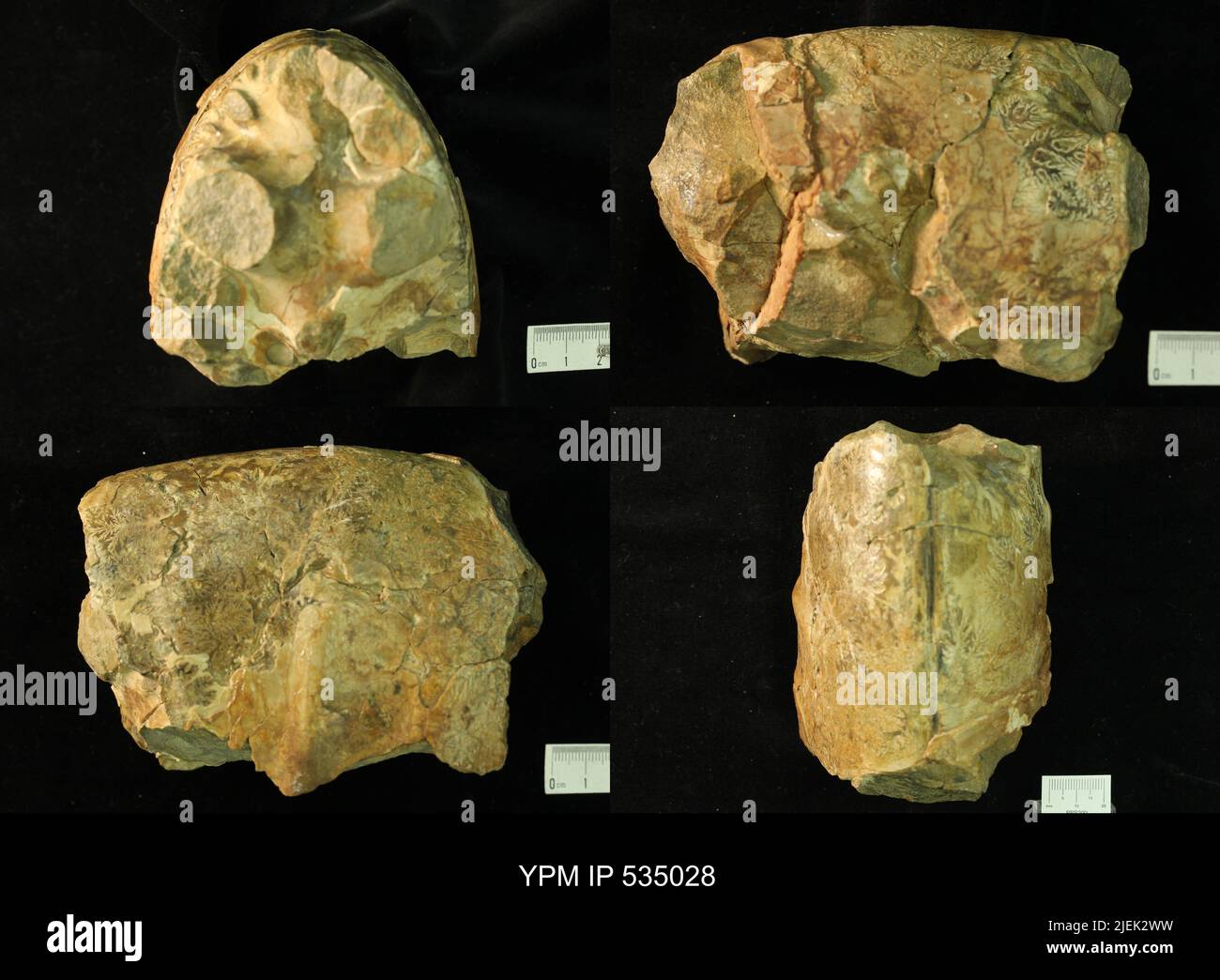 Parapuzosia (Parapuzosia) bradyi Miller & Youngquist, 1946 Stock Photo ...
