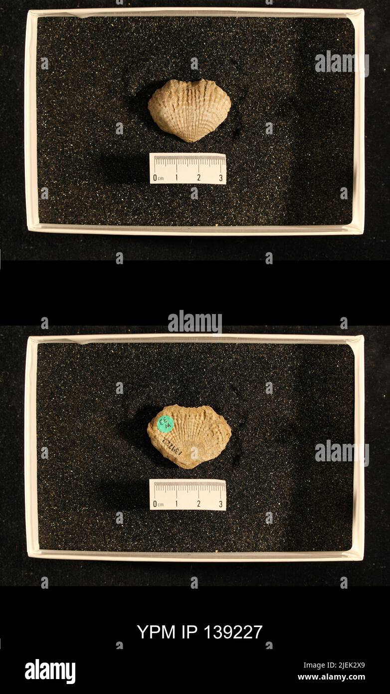 Productus (Dictyoclostus) indicus Stock Photo - Alamy