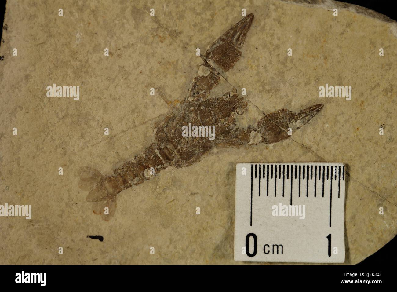 Eryma hi-res stock photography and images - Alamy