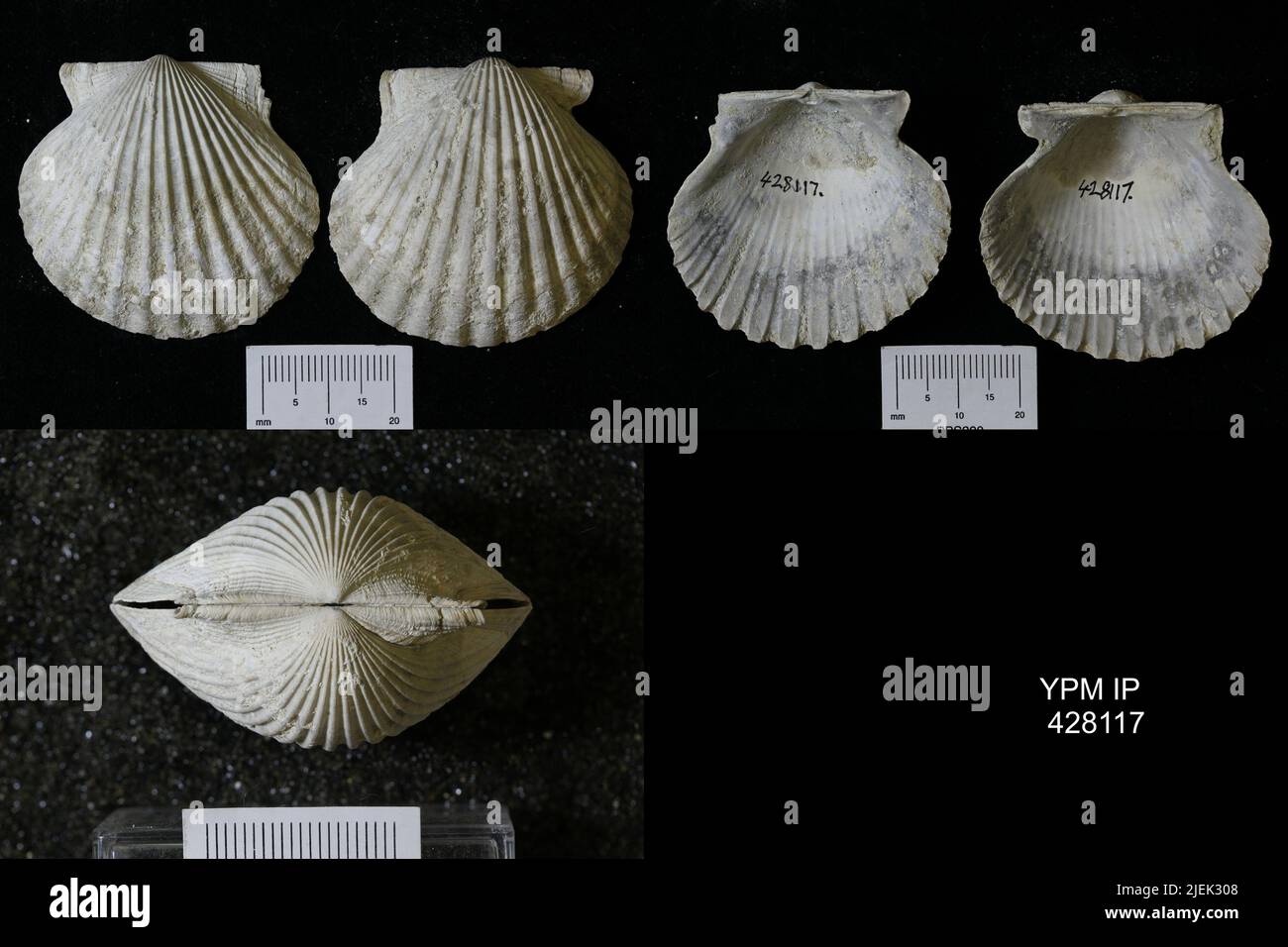 Argopecten hi-res stock photography and images - Alamy