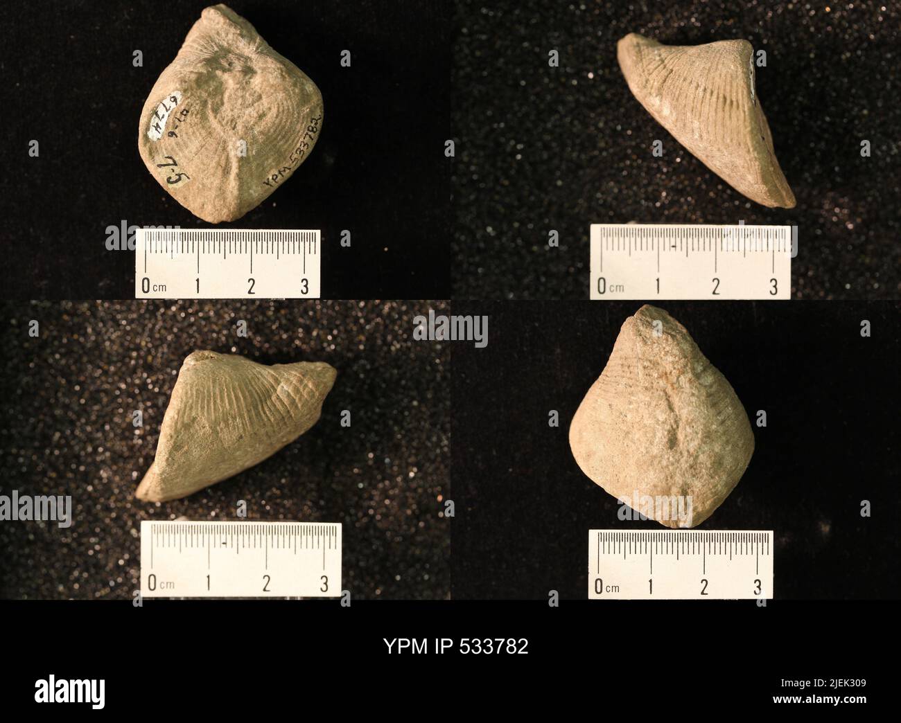 Conocardium hi-res stock photography and images - Alamy