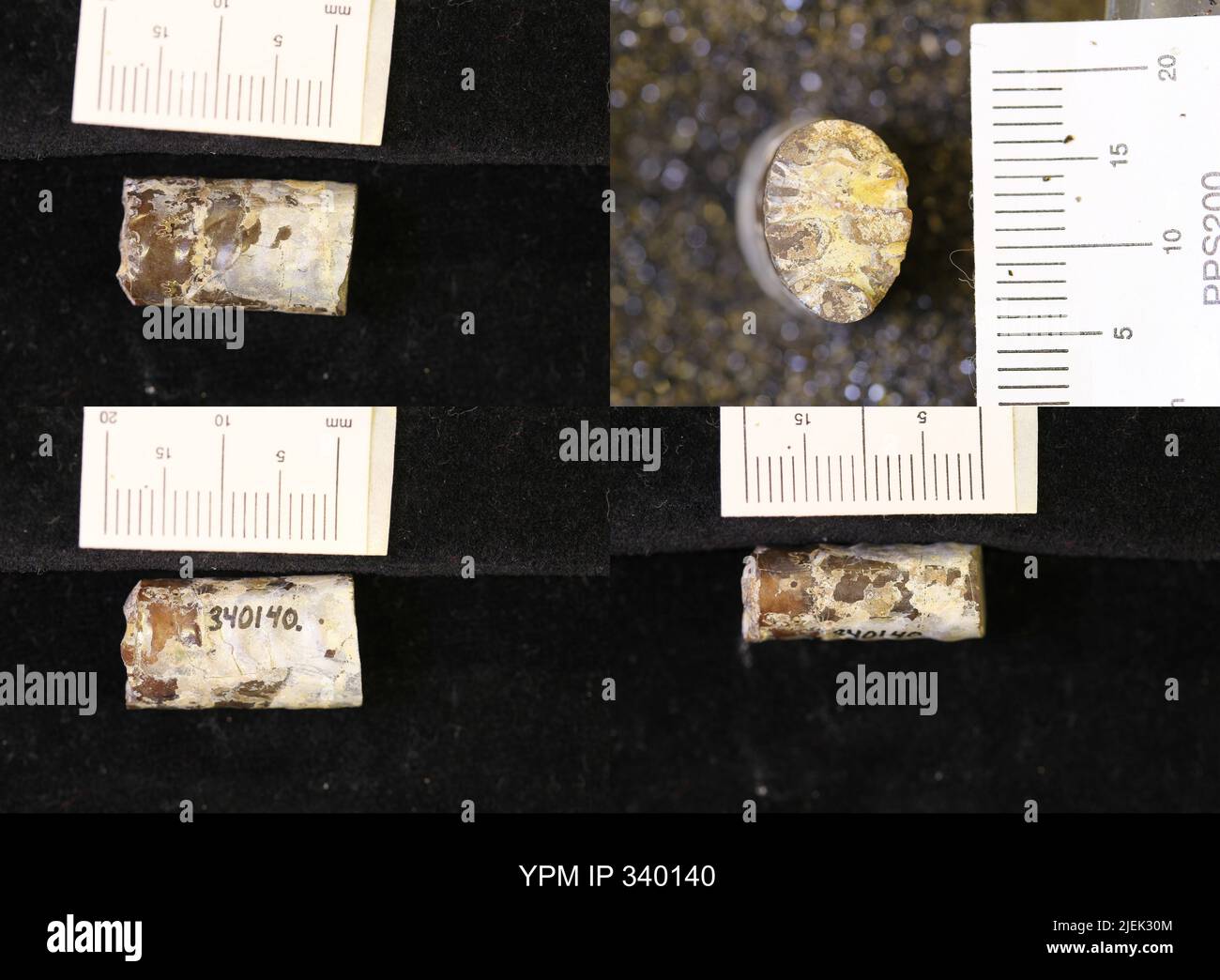 Baculites sp animalia hi-res stock photography and images - Alamy