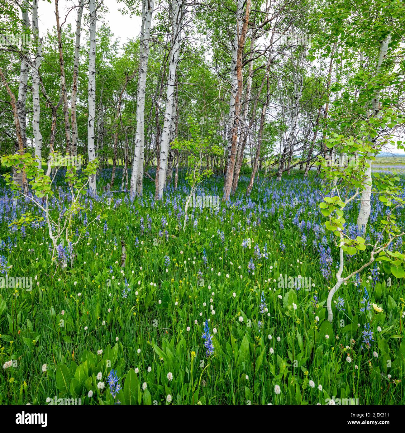 Camas lilly hi-res stock photography and images - Alamy