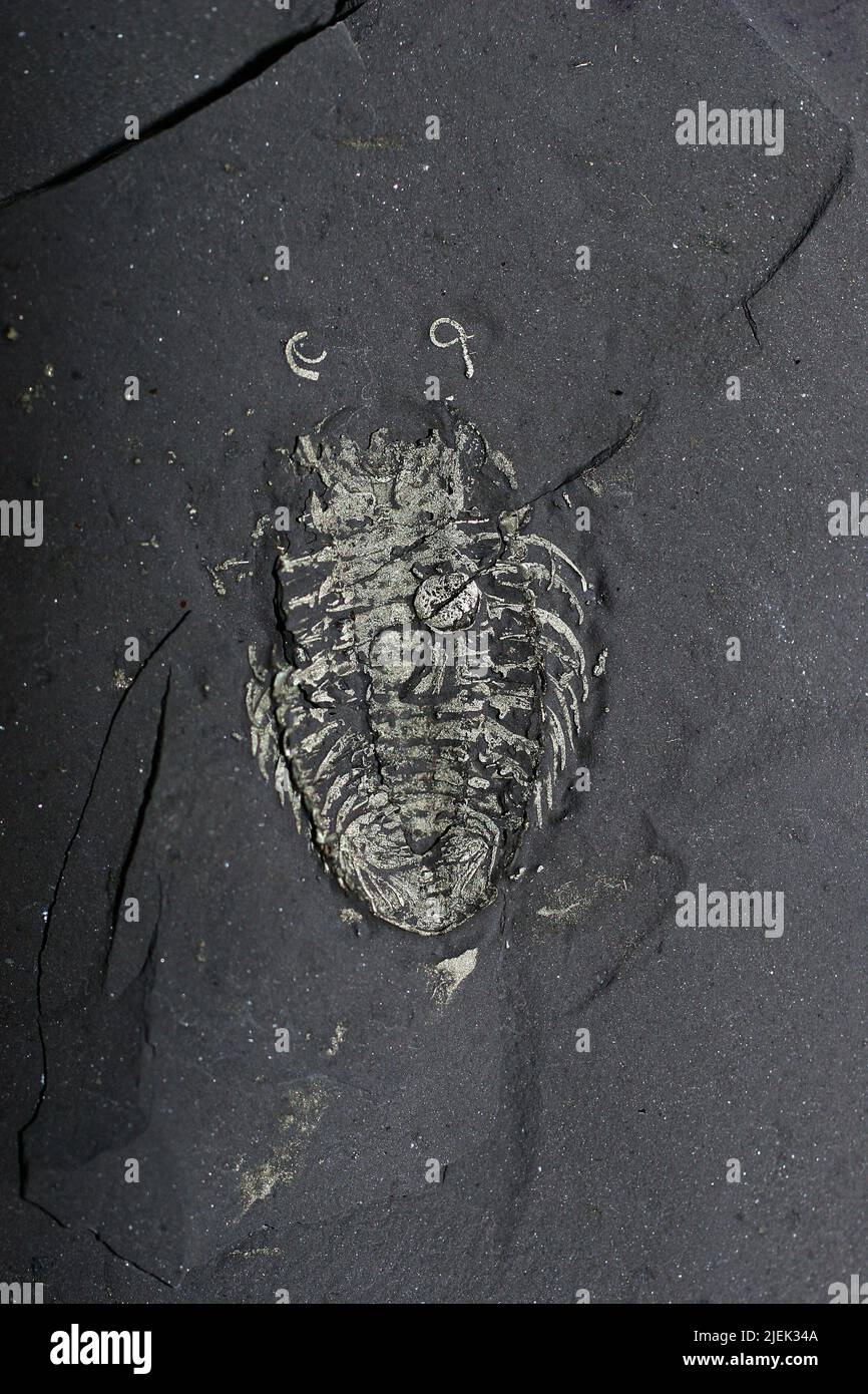Trilobite triarthrus hi-res stock photography and images - Alamy