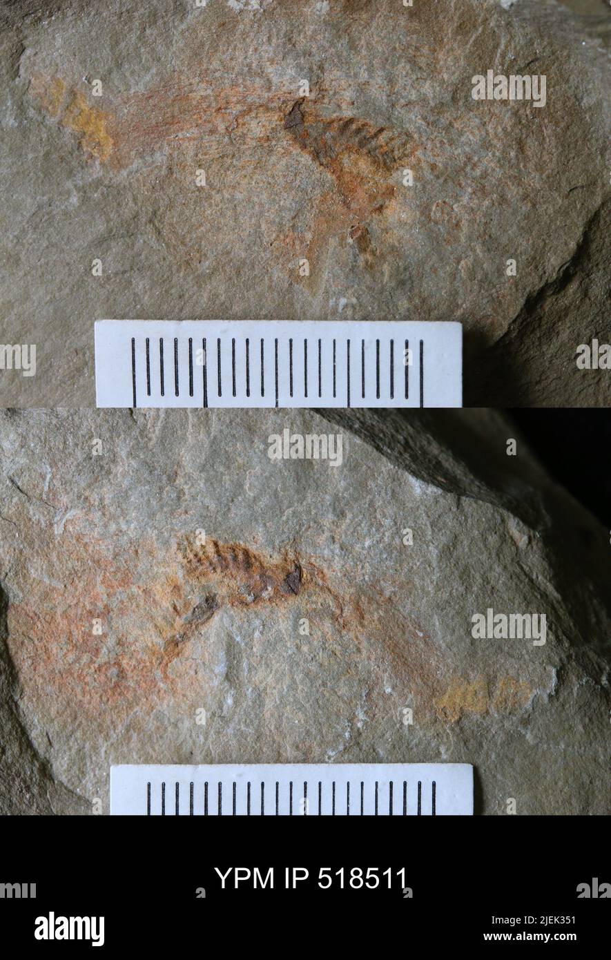 Annelida segmented worms hi-res stock photography and images - Alamy