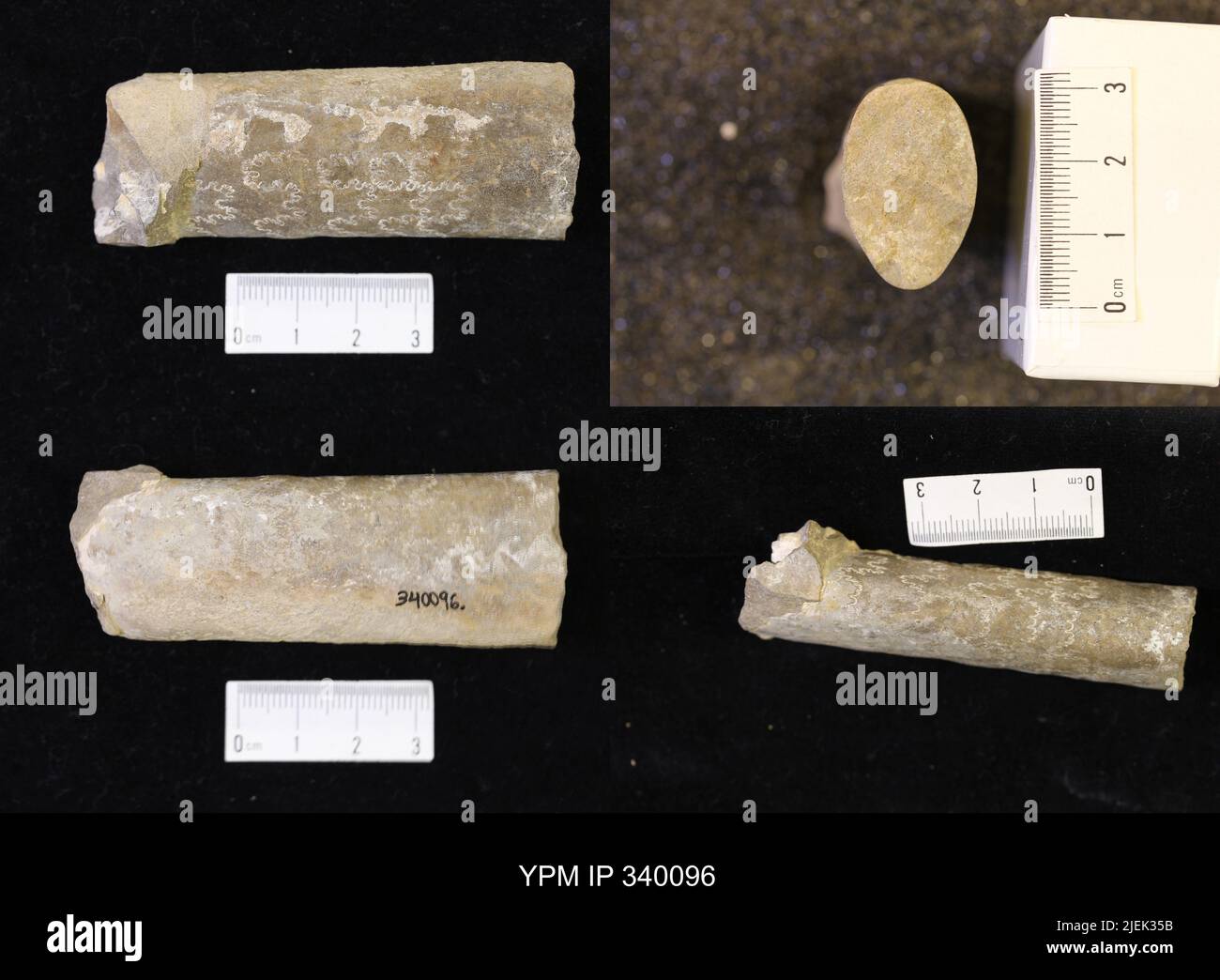 Baculites sp animalia hi-res stock photography and images - Alamy