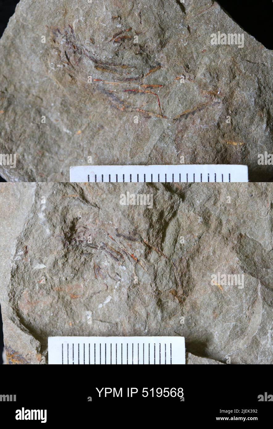 Graptolithina graptolites hi-res stock photography and images - Alamy