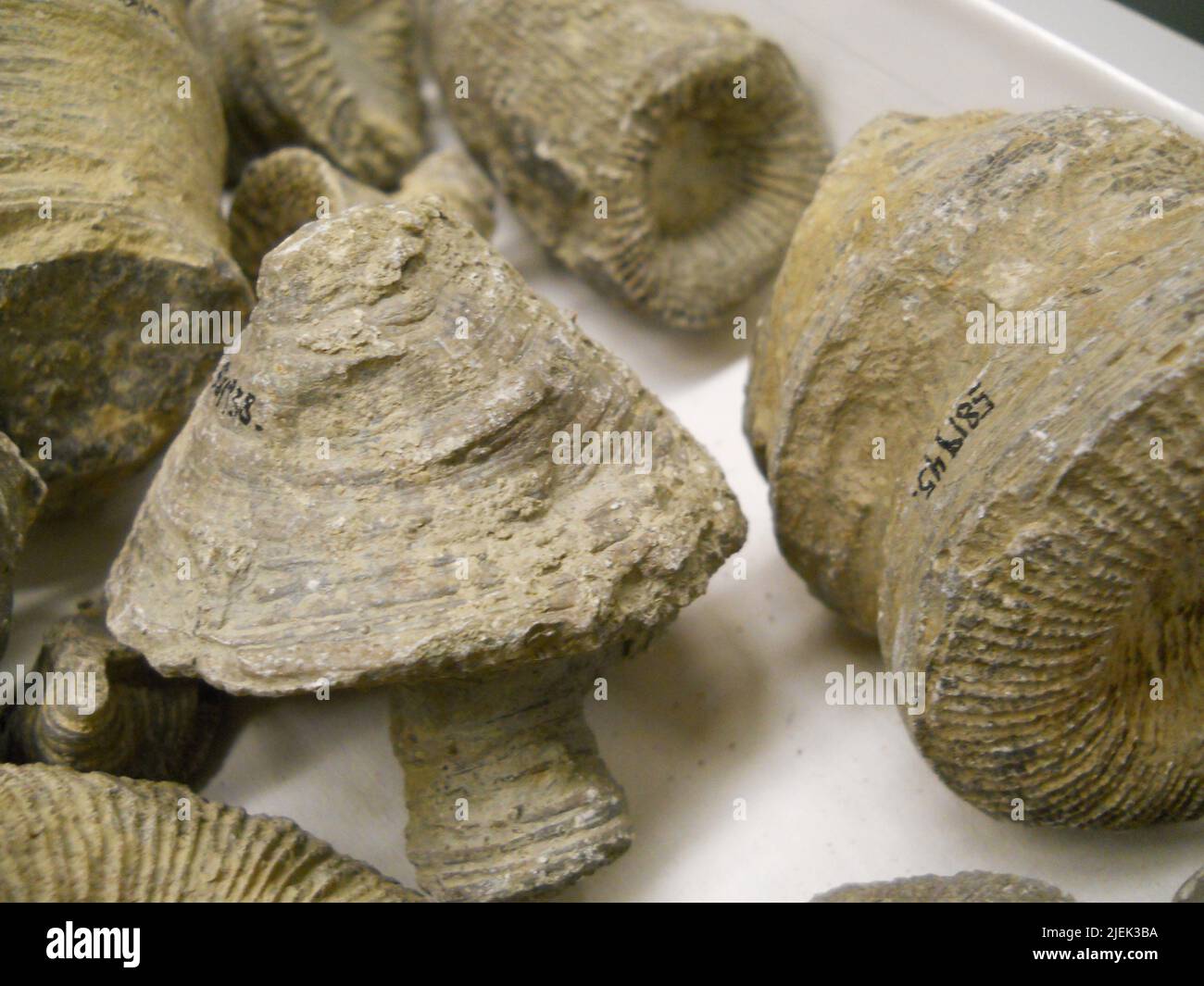 Heliophyllum hi-res stock photography and images - Alamy